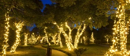 Wrapping Trees With Christmas Lights