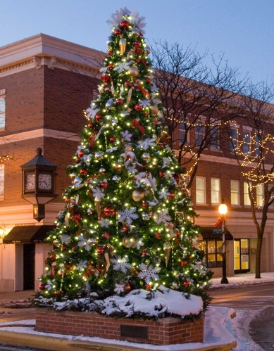 Giant Everest Fir Christmas Tree with LED lights - 35' Giant Everest ...