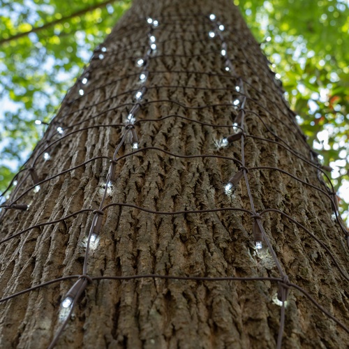 5mm Cool White LED Tree Wrap Lights, Brown Wire