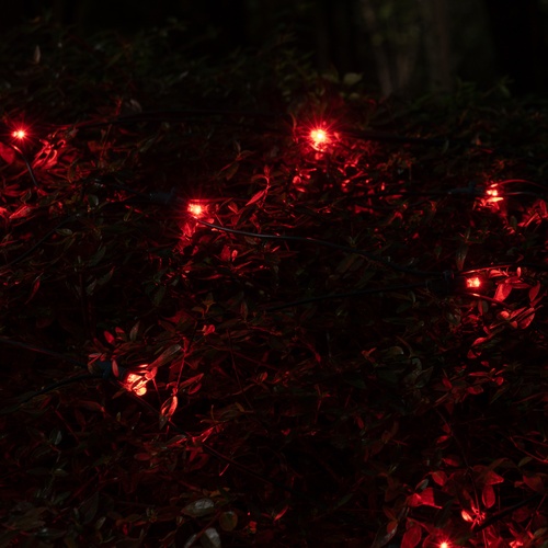5mm Red SoftTwinkle LED Net Lights, Green Wire