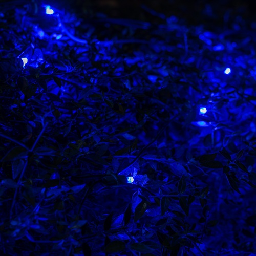 5mm Blue SoftTwinkle® LED Net Lights, Green Wire