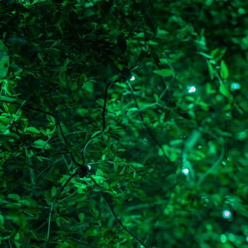 5mm Green SoftTwinkle LED Net Lights, Green Wire
