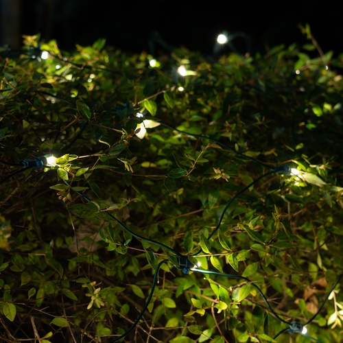 5mm Warm White SoftTwinkle® LED Net Lights, Green Wire