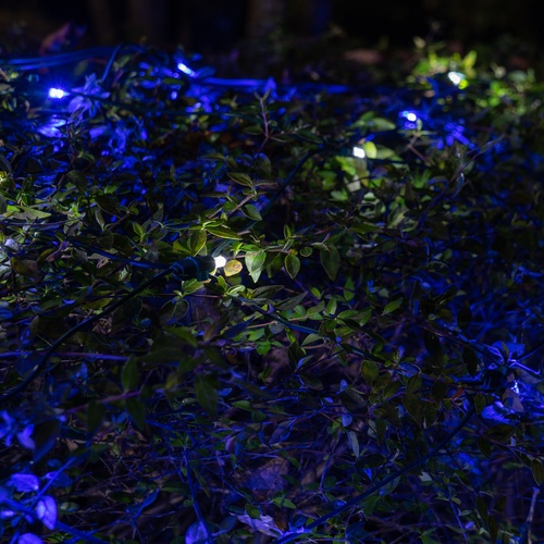 5mm Blue, Cool White SoftTwinkle LED Net Lights, Green Wire